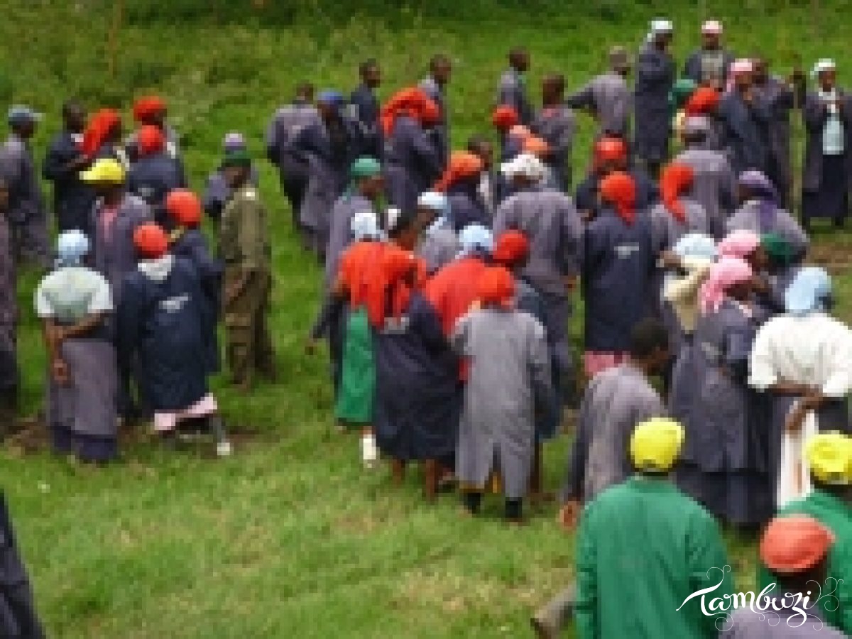 Fifty Trees for Fifty Years – Tambuzi Roses