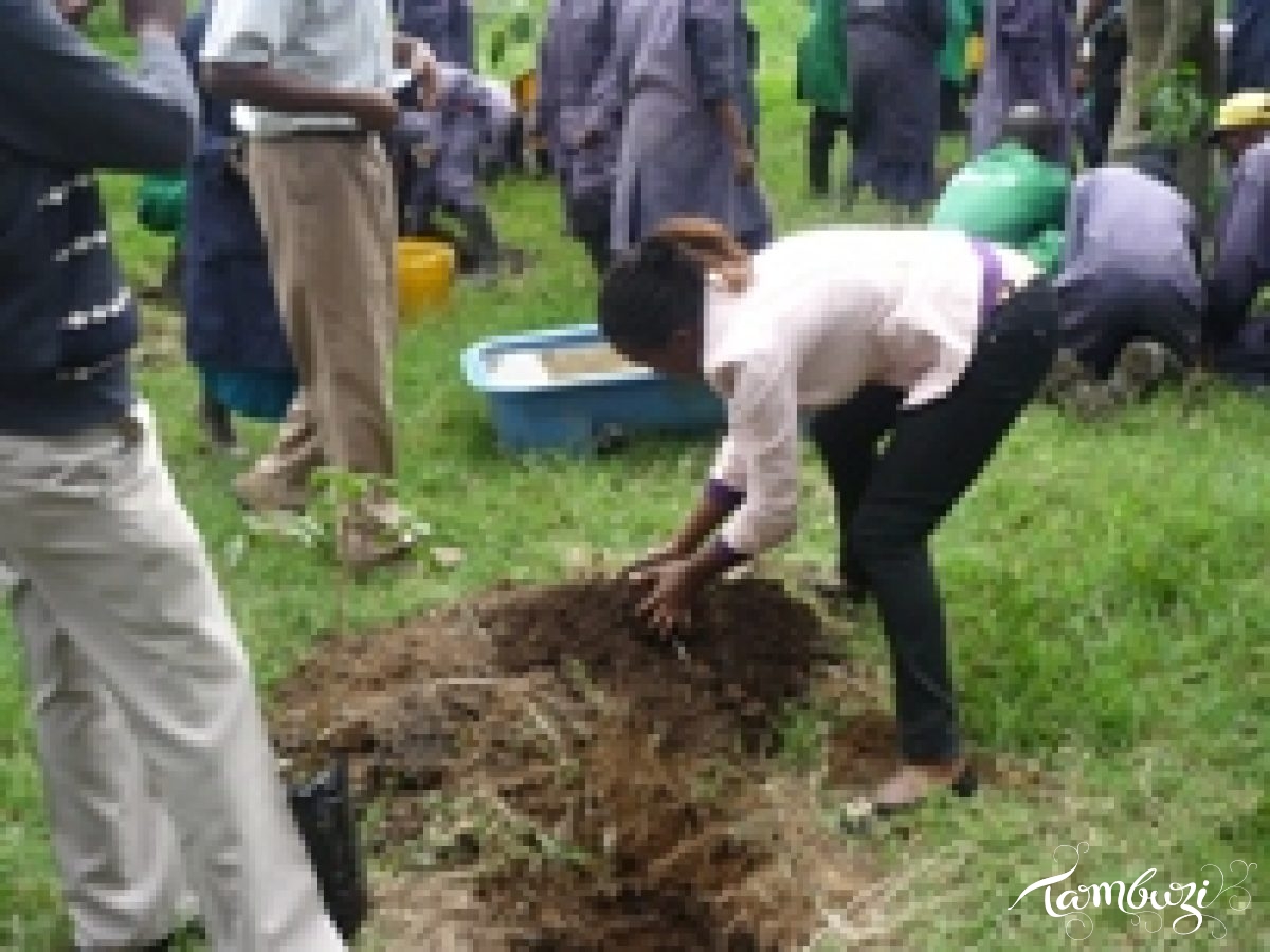 Fifty Trees for Fifty Years – Tambuzi Roses