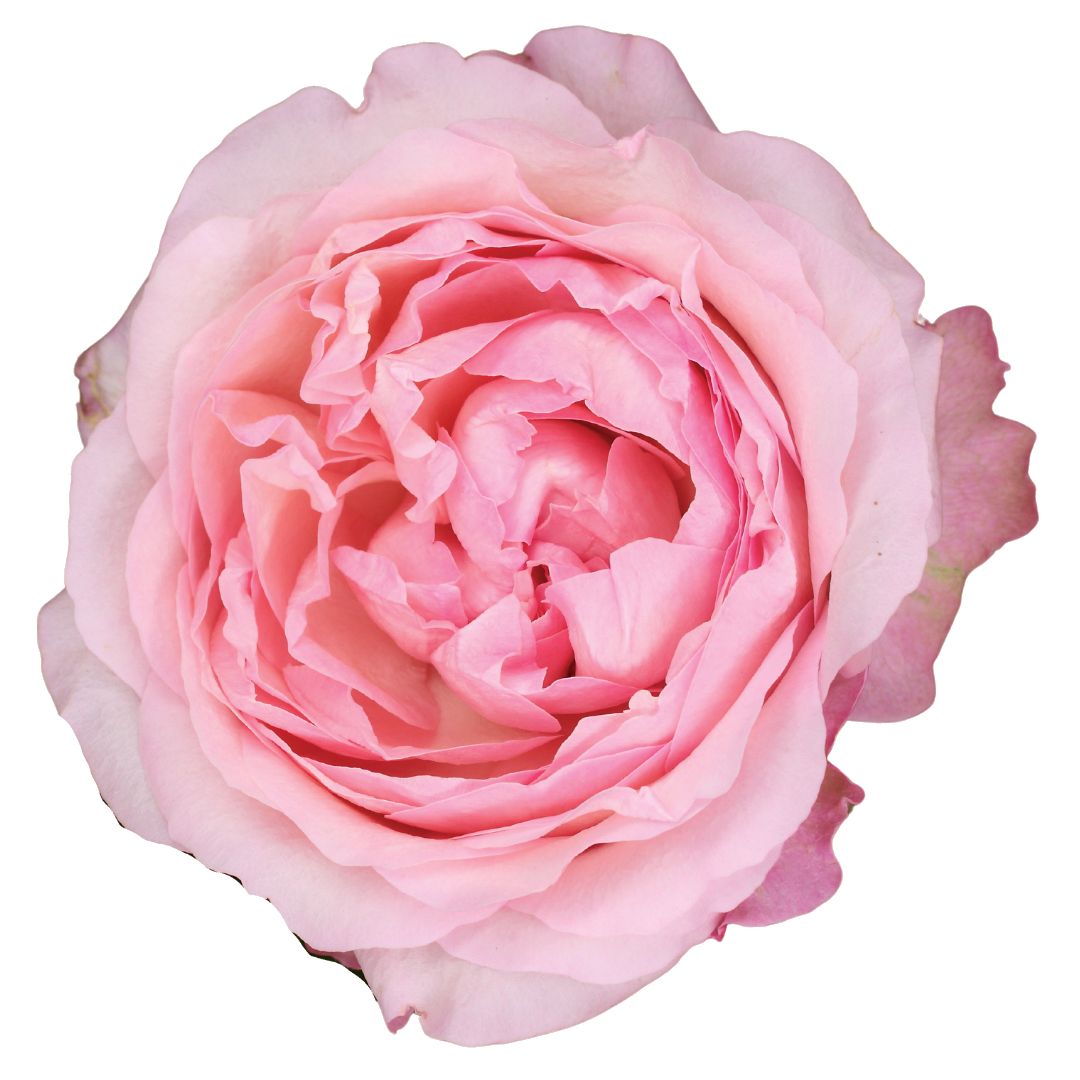 Princess Charlene – Tambuzi Roses
