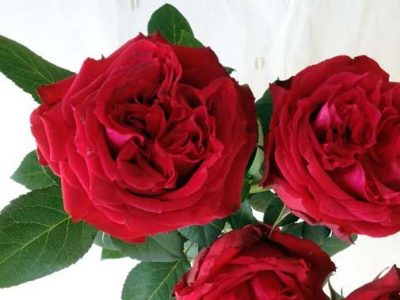Red Elegance (Rouge Royale) – Tambuzi Roses
