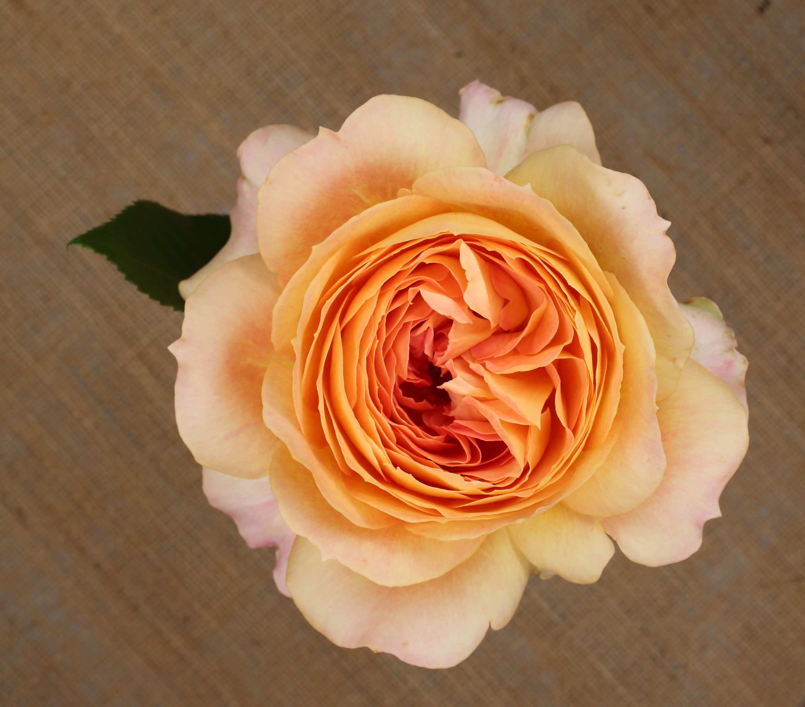 Caramel Antike – Tambuzi Roses