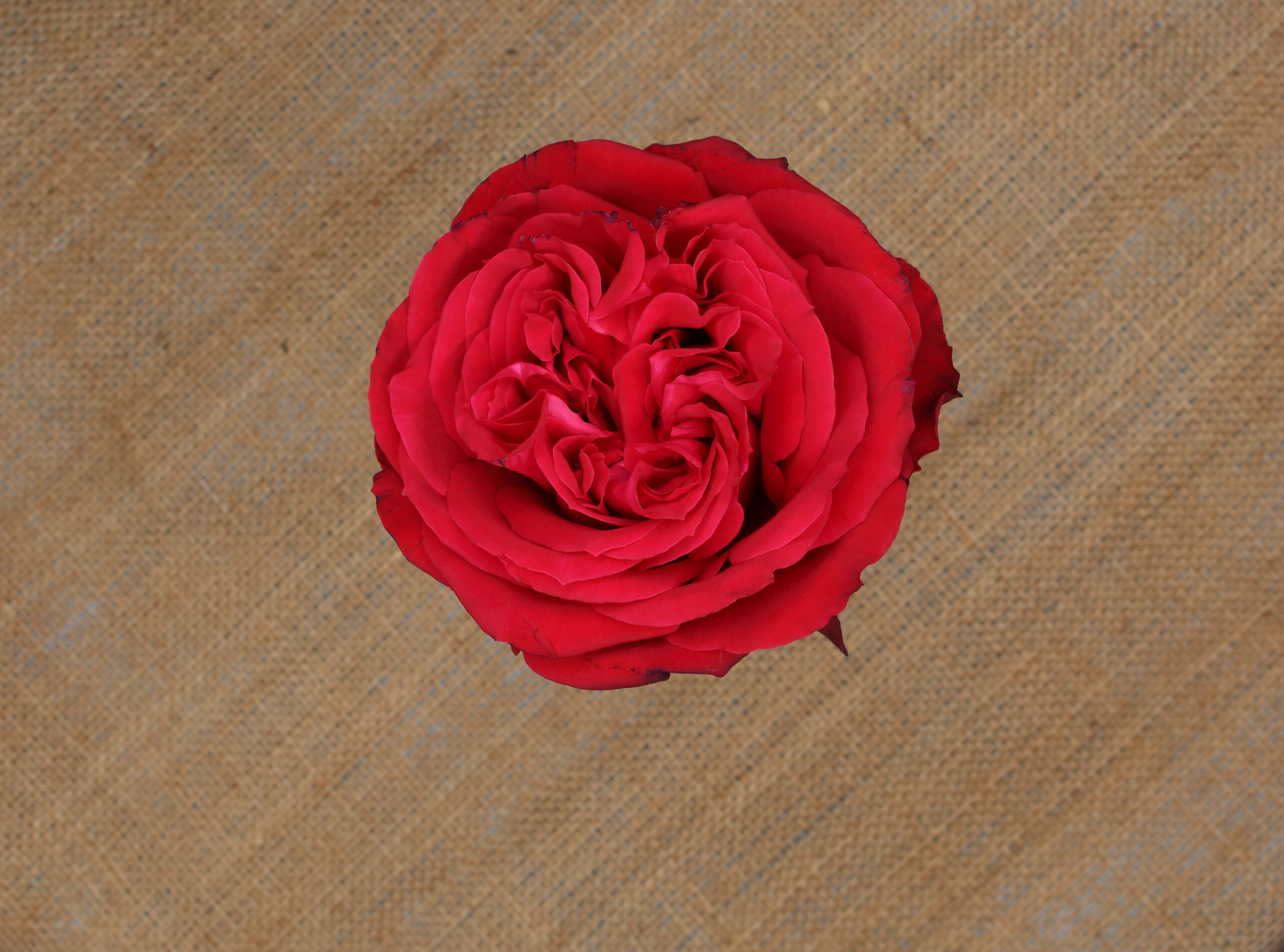Red Elegance (Rouge Royale) – Tambuzi Roses