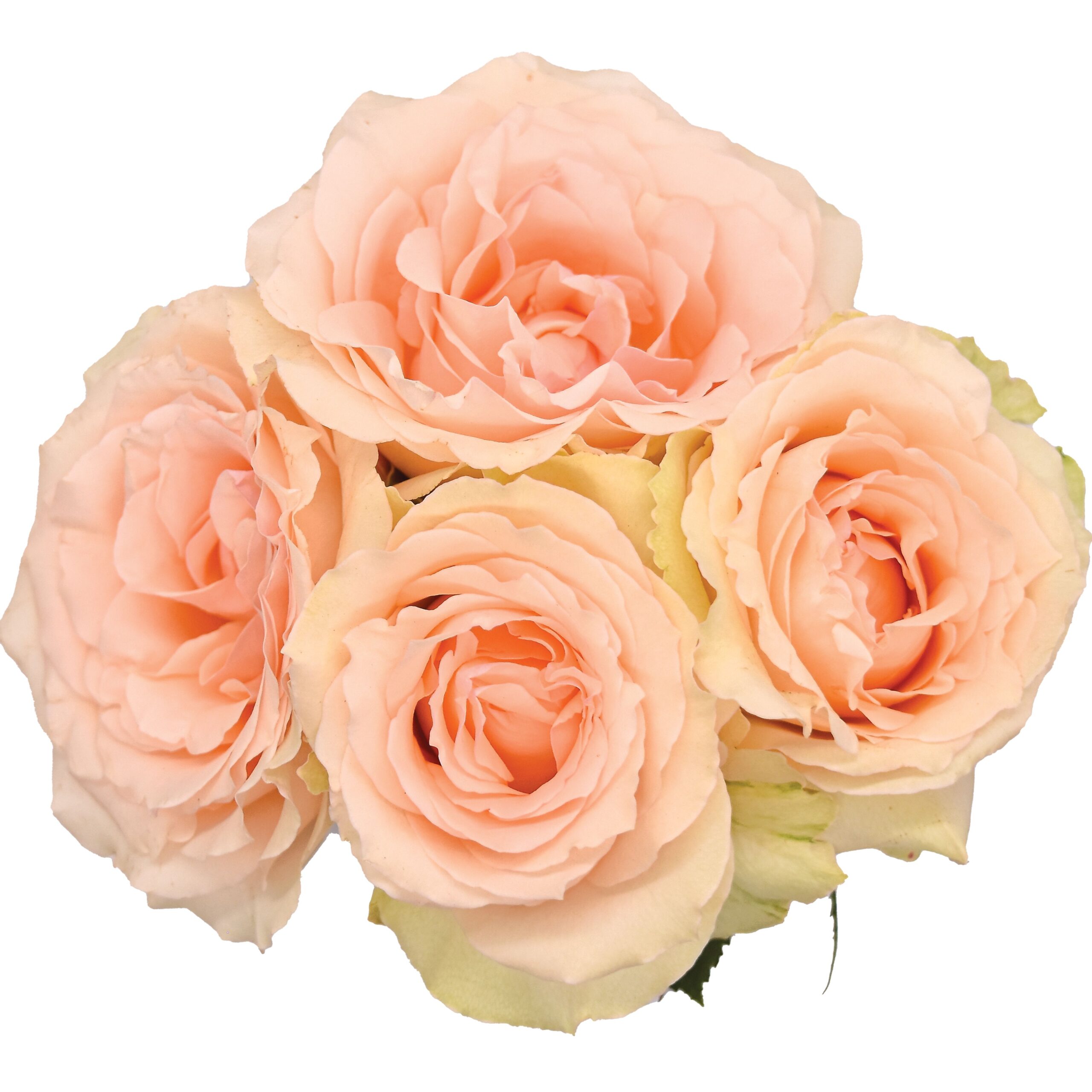 Alina Perfumella spray rose – Tambuzi Roses
