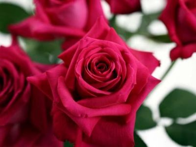 Belle Rives – Tambuzi Roses