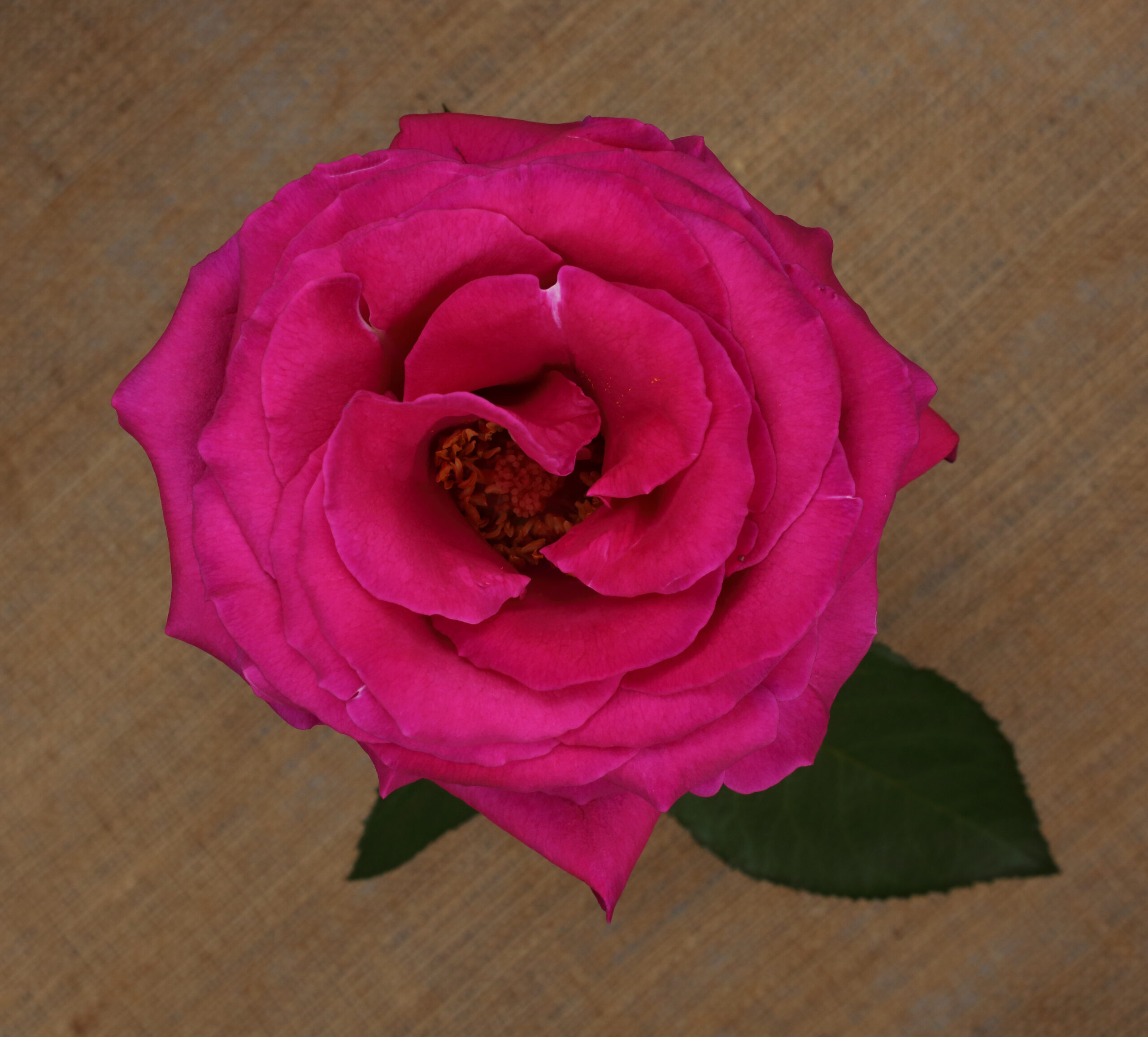 Belle Rives – Tambuzi Roses