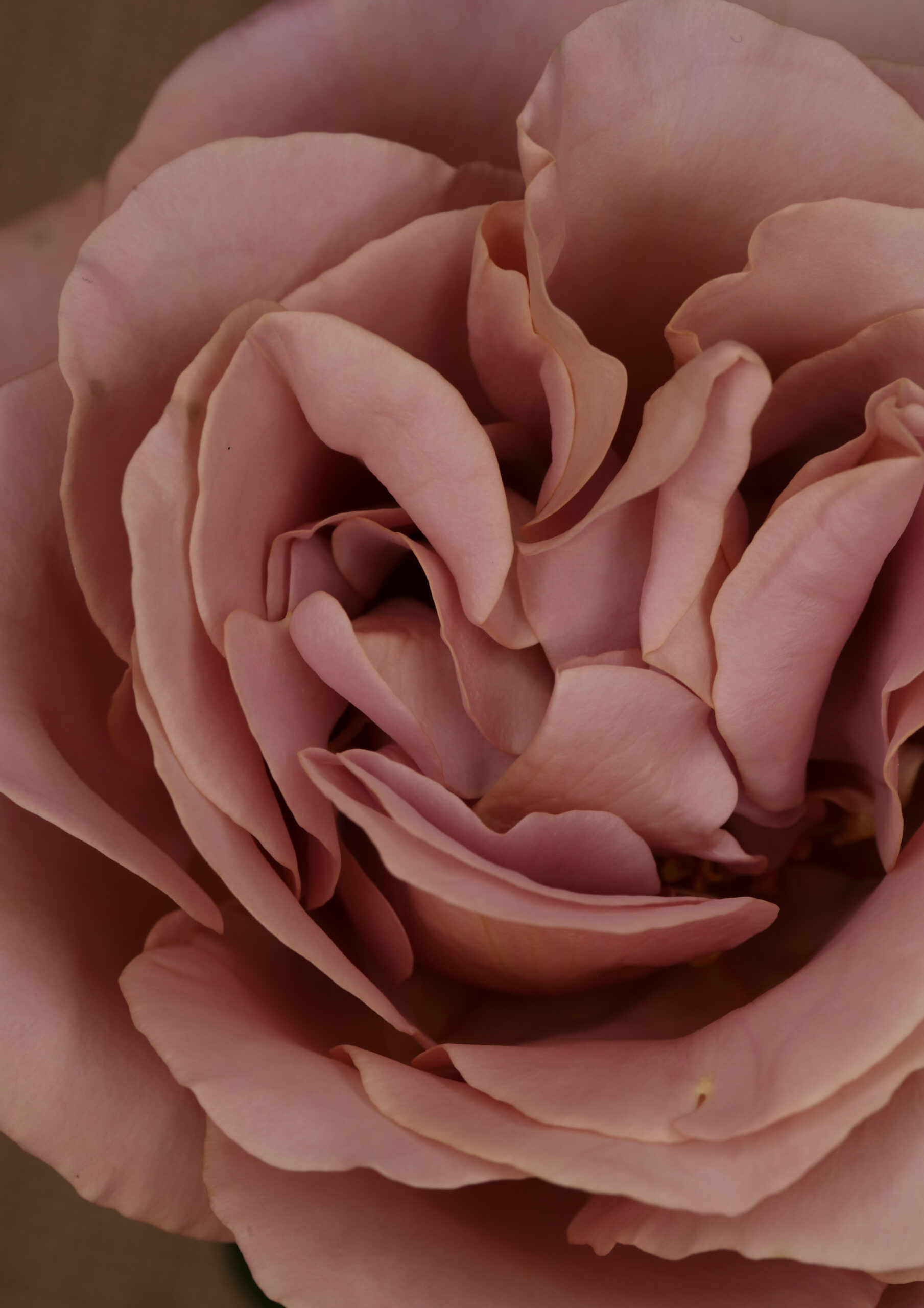 HBO Full Bloom – Tambuzi Roses
