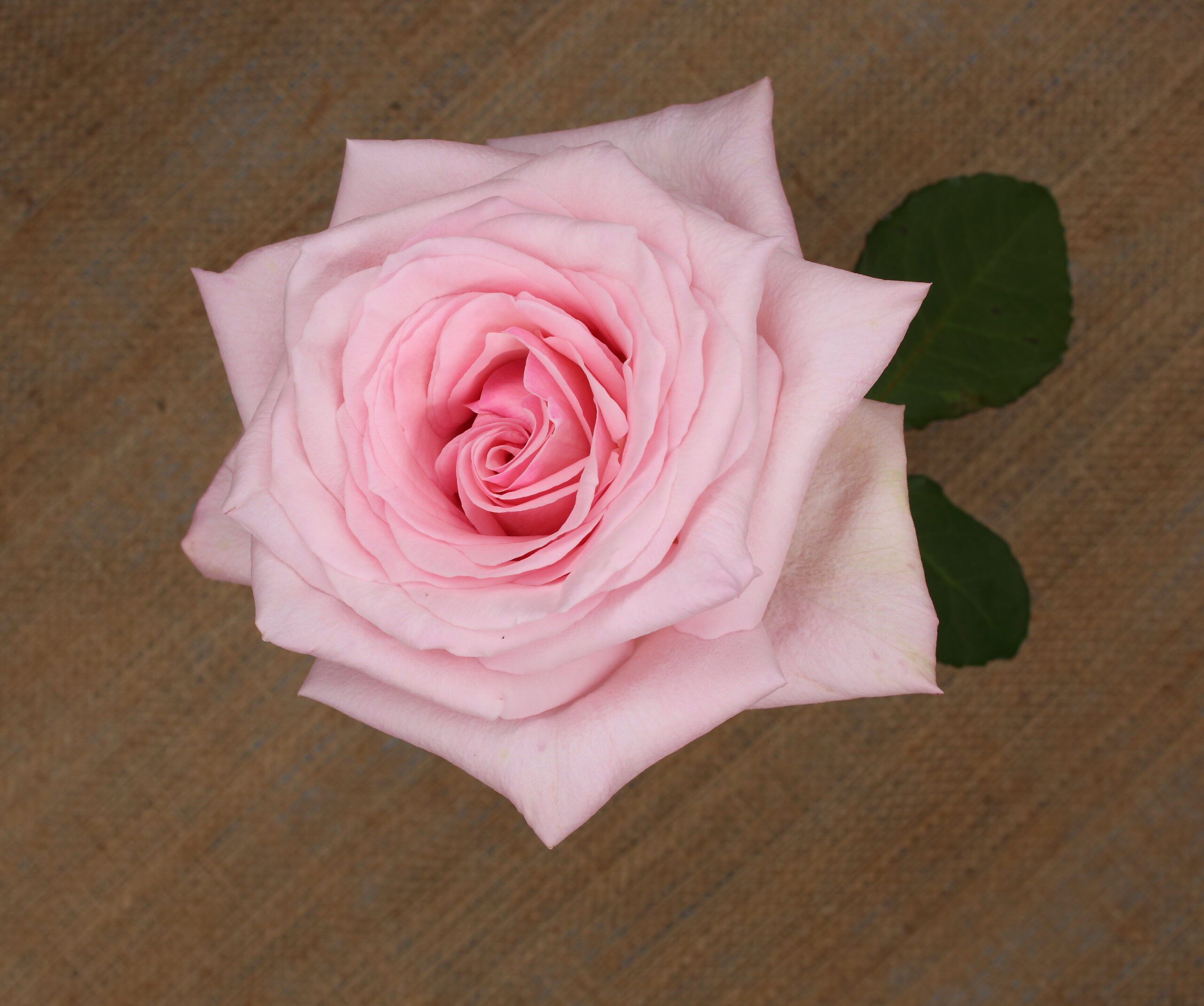 Pink Ohara – Tambuzi Roses