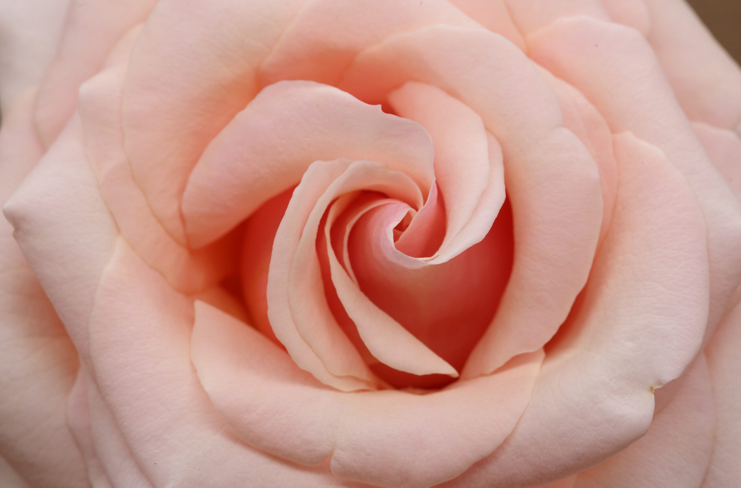 New Catalogue – Tambuzi Roses