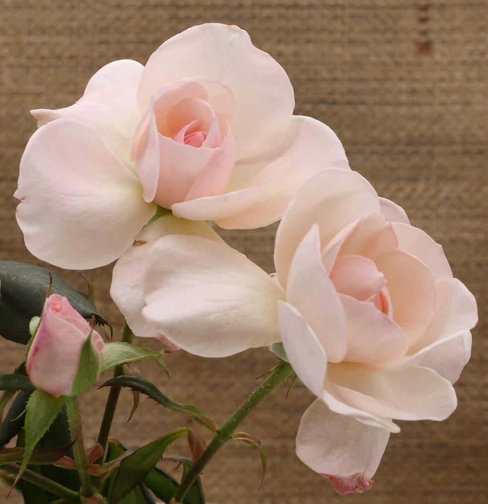 English Miss – Tambuzi Roses