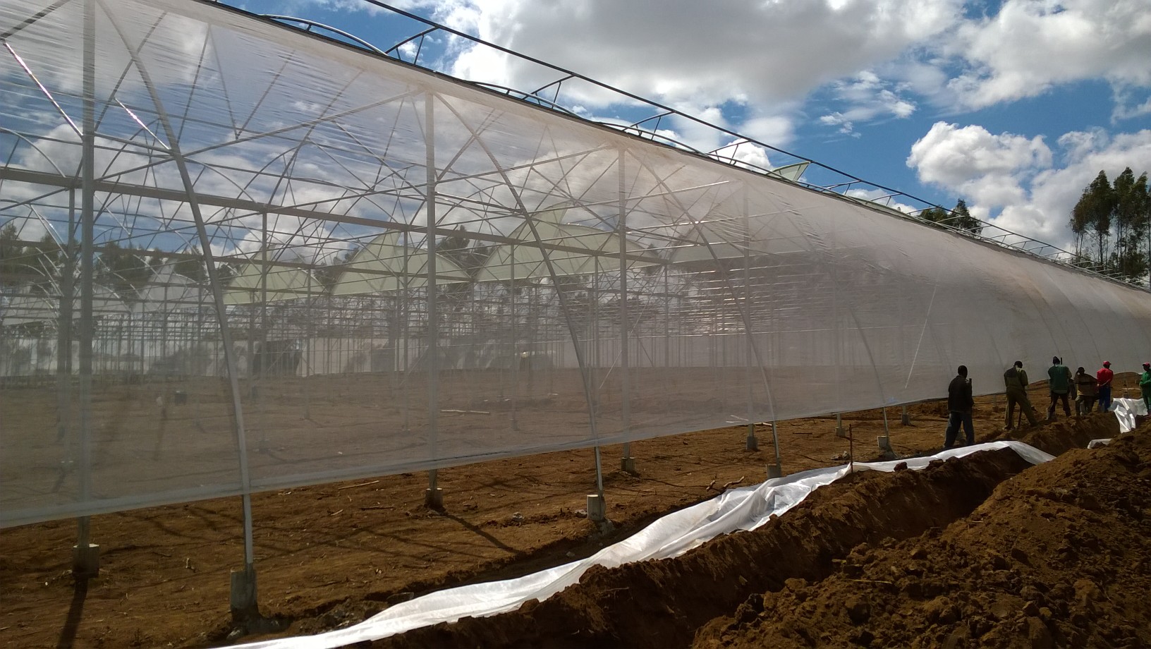 Introducing Pendekeza, our new high-altitude farm in Timau! – Tambuzi Roses