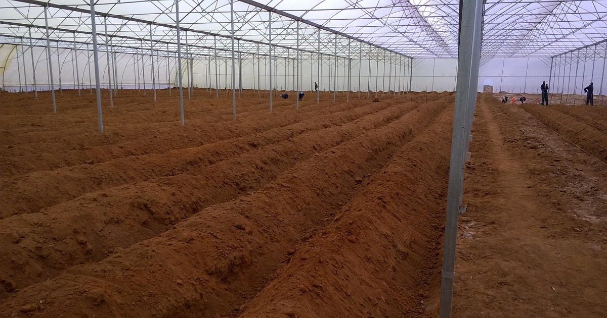 Introducing Pendekeza, our new high-altitude farm in Timau! – Tambuzi Roses