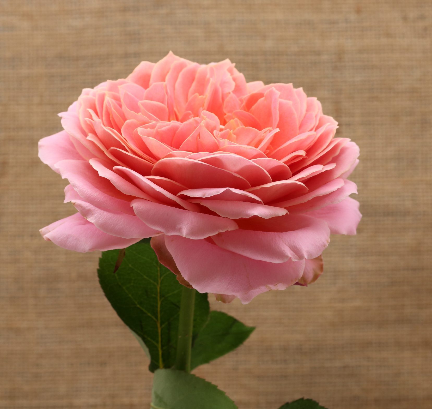 Romantic Antike – Tambuzi Roses