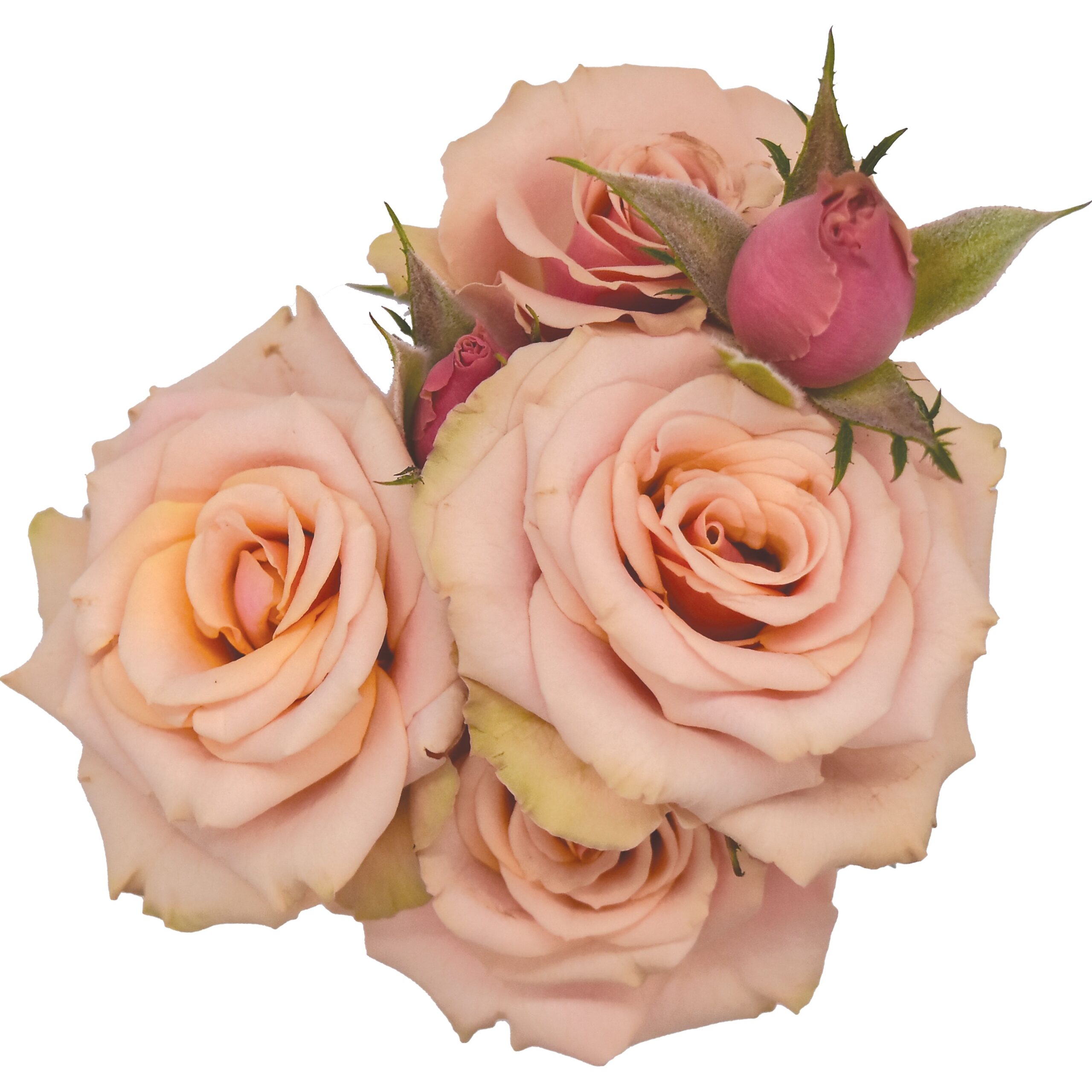 Antigua – Tambuzi Roses