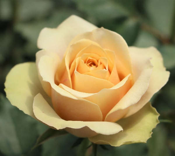 Golden Mustard – Tambuzi Roses