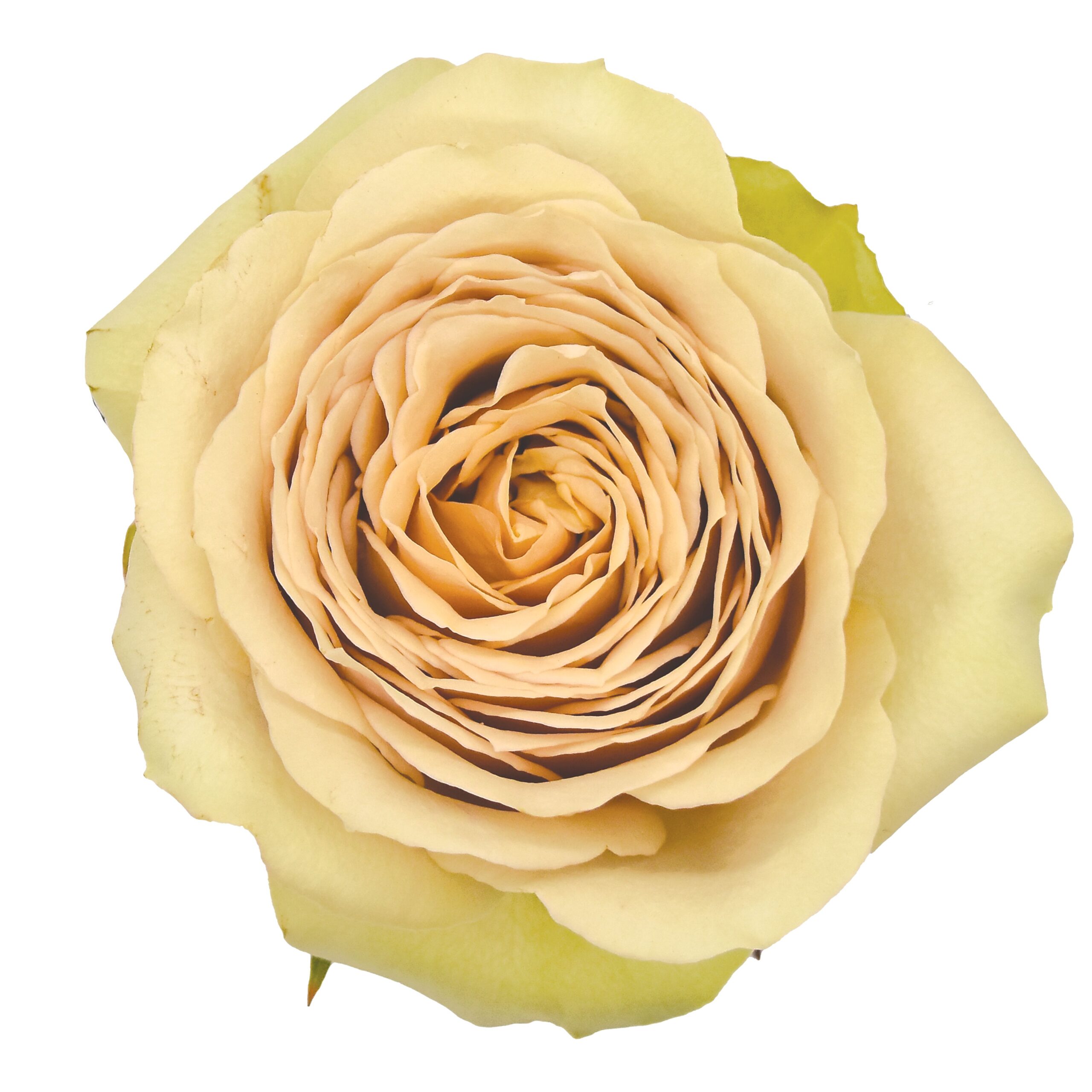 Golden Mustard – Tambuzi Roses