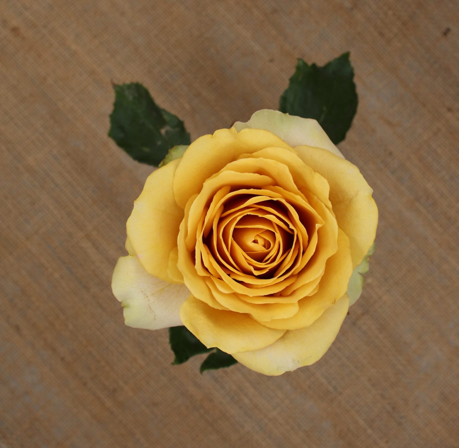 Golden Mustard – Tambuzi Roses