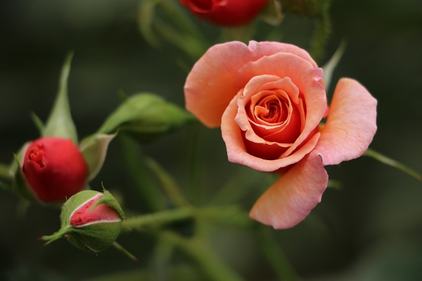 Scented Whisper – Tambuzi Roses