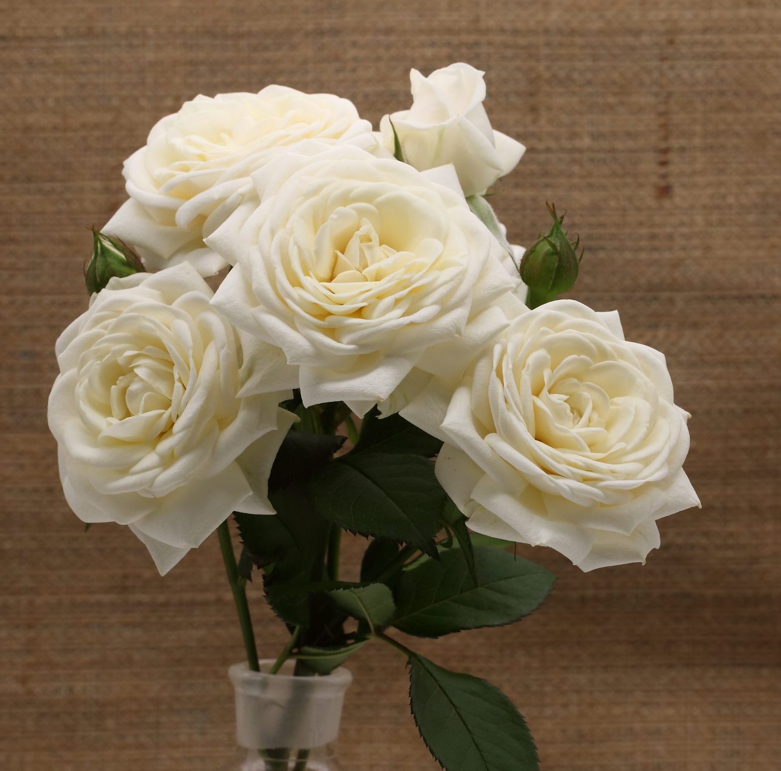 Snow Ballet – Tambuzi Roses