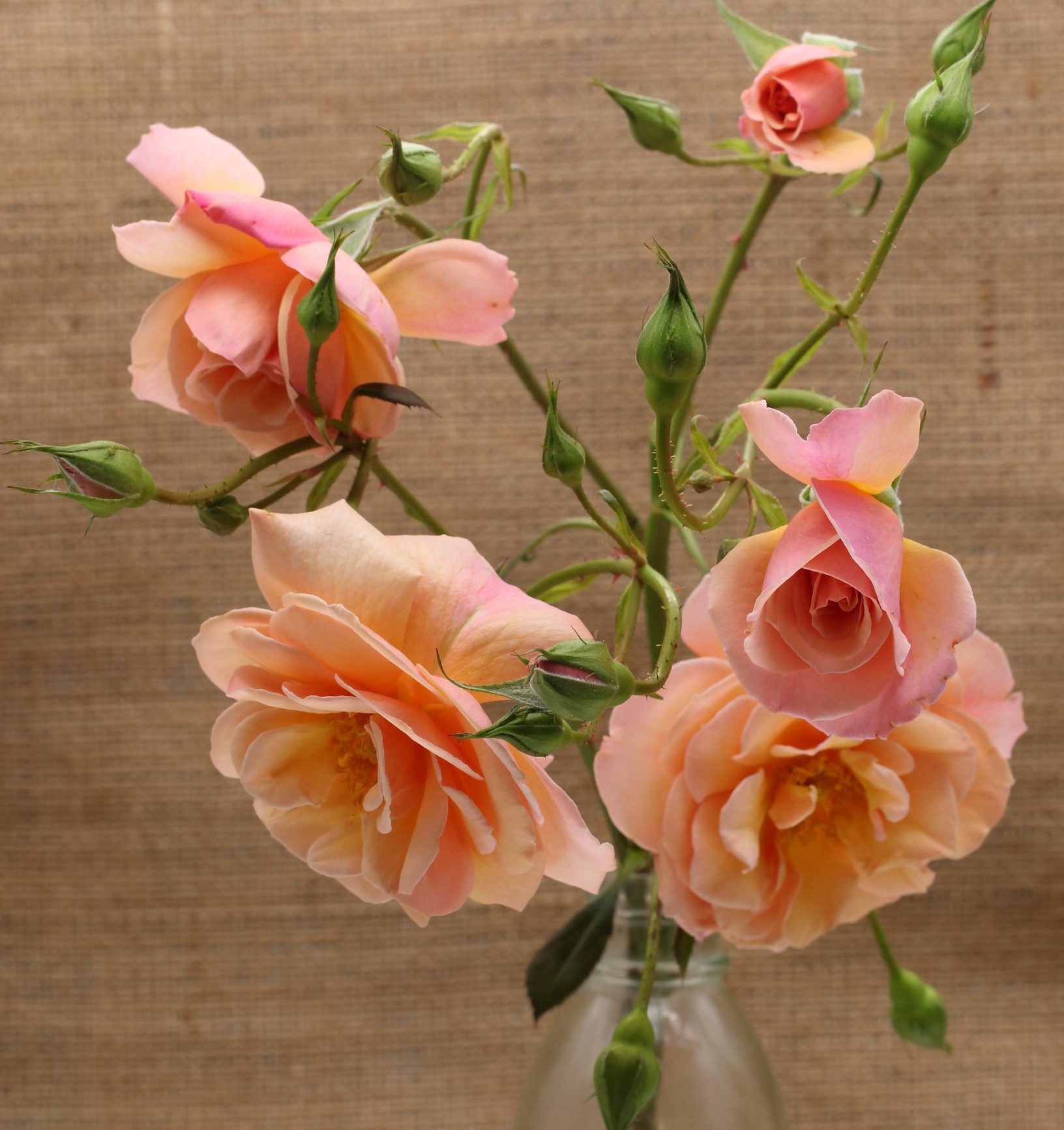 Scented Whisper – Tambuzi Roses