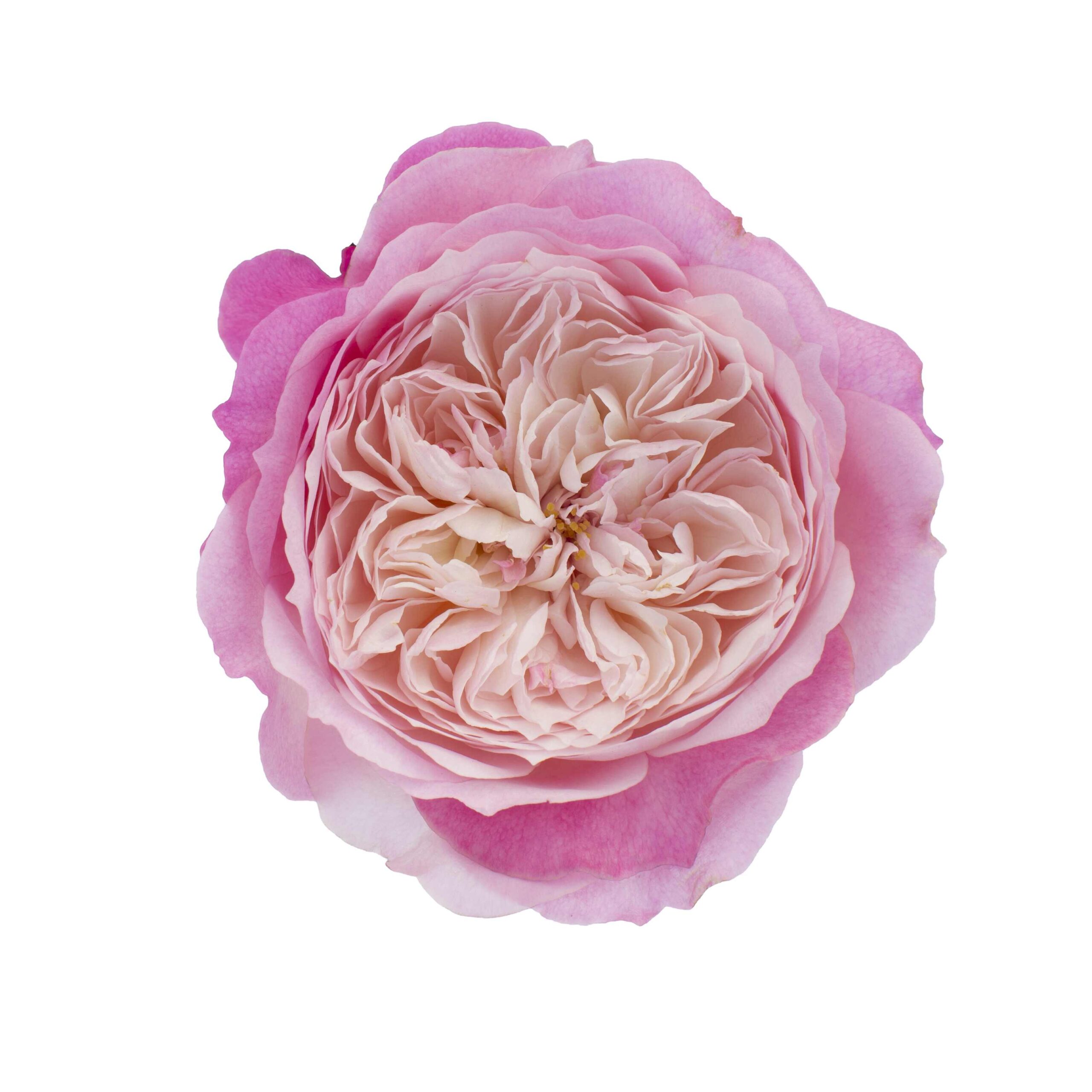 David Austin Wedding Roses Constance (Austruss) – Tambuzi Roses