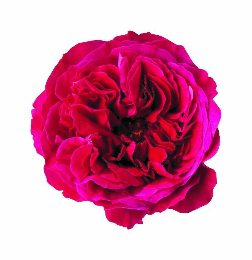 David Austin Wedding Roses Kate (Auschris) – Tambuzi Roses