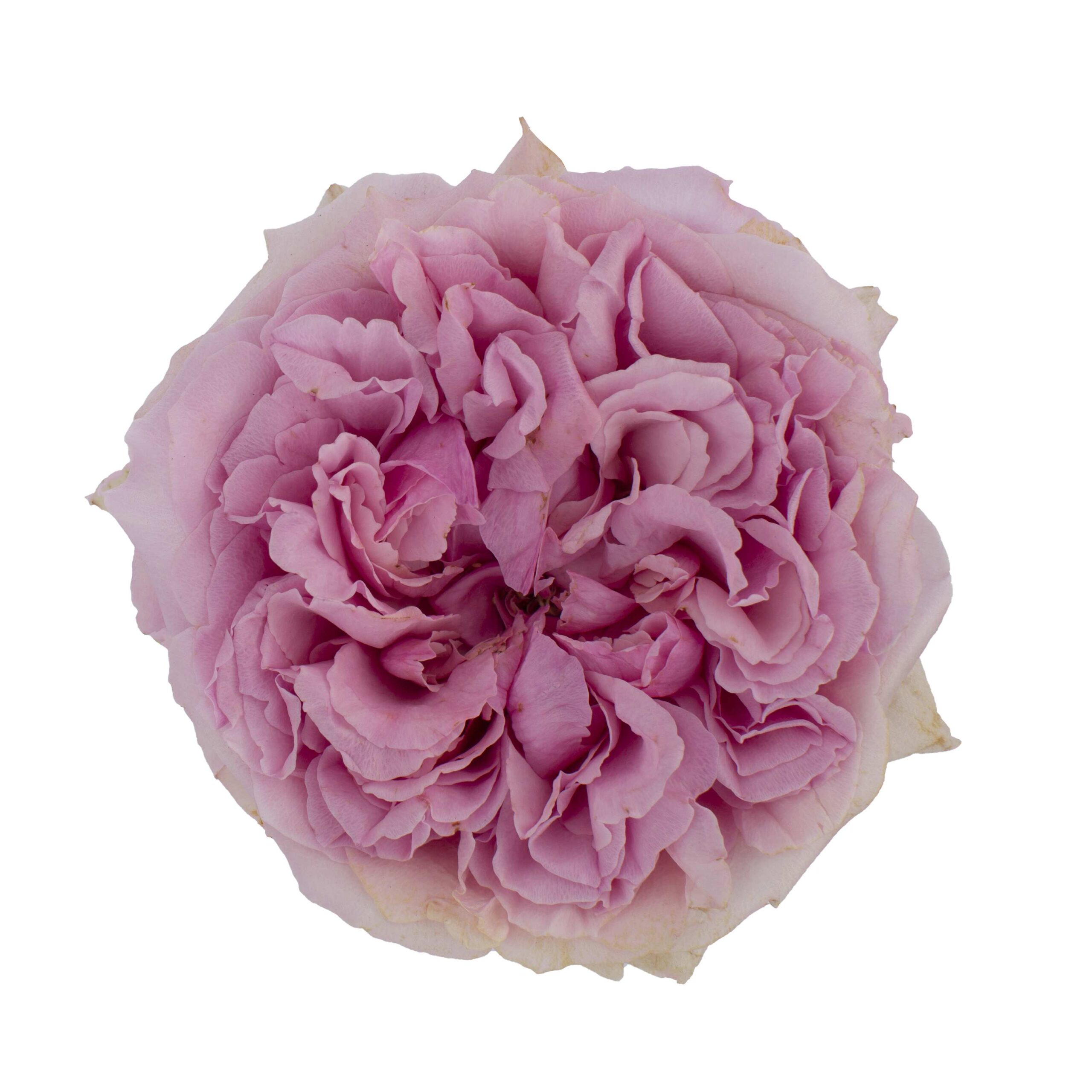 David Austin Wedding Roses Miranda (Ausimmon) – Tambuzi Roses