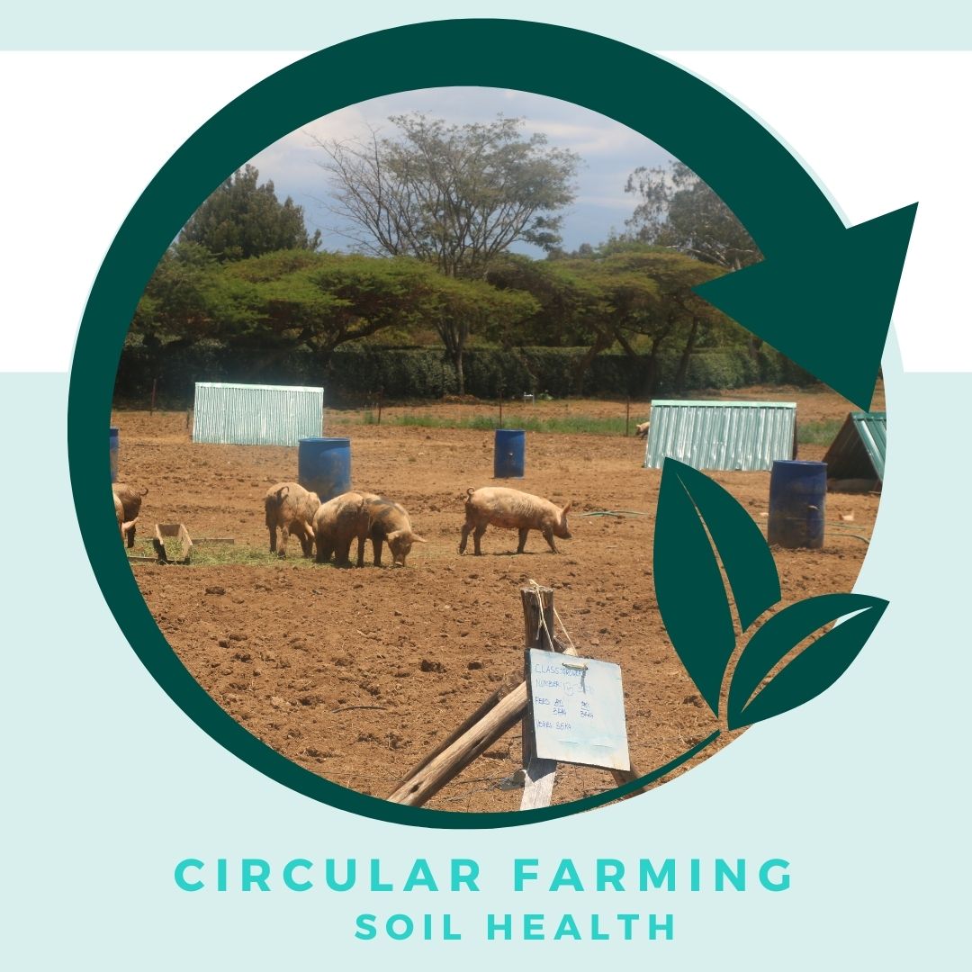 Our Circular Farming Initiatives – Tambuzi Roses