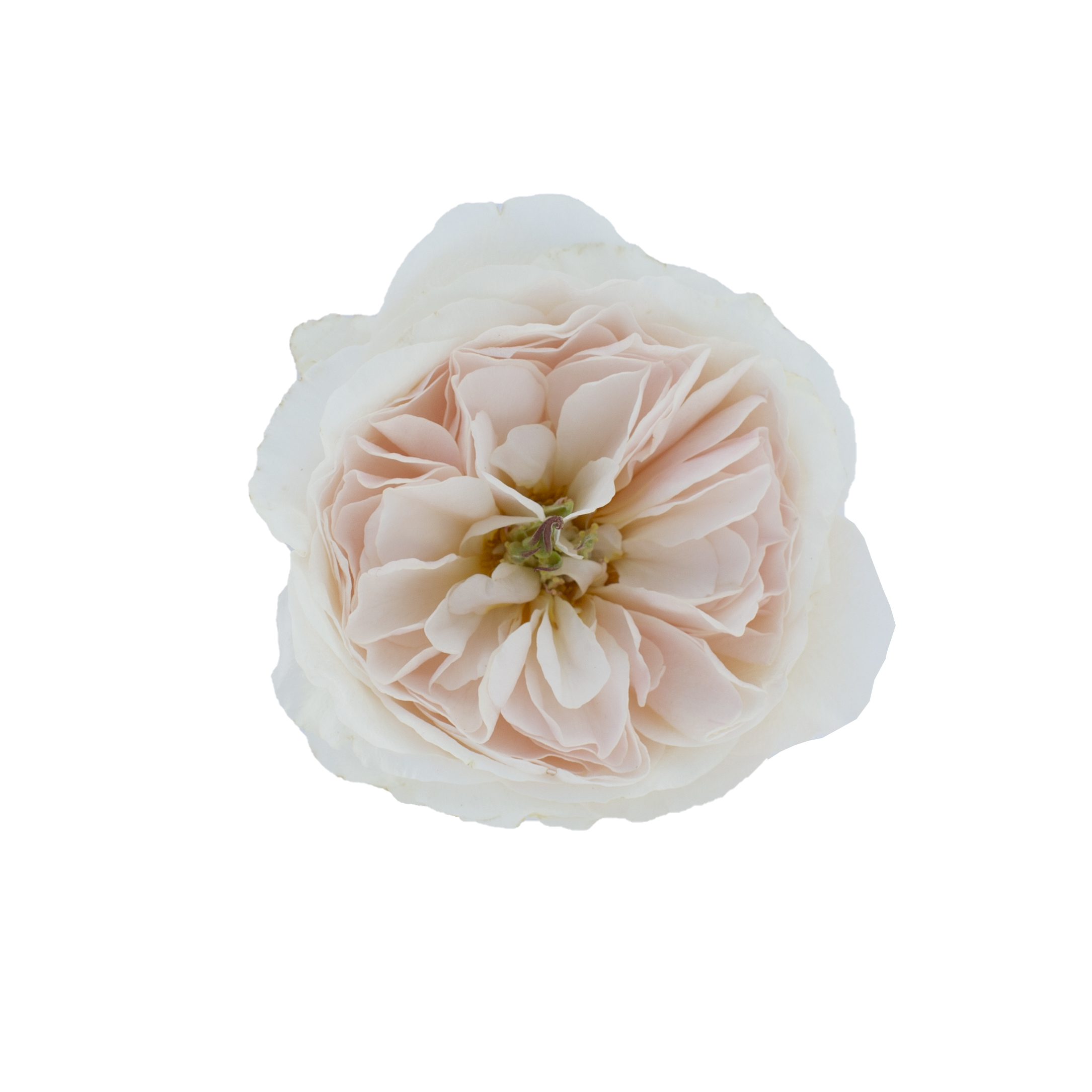 David Austin Wedding Roses Charity (Auswasher) – Tambuzi Roses