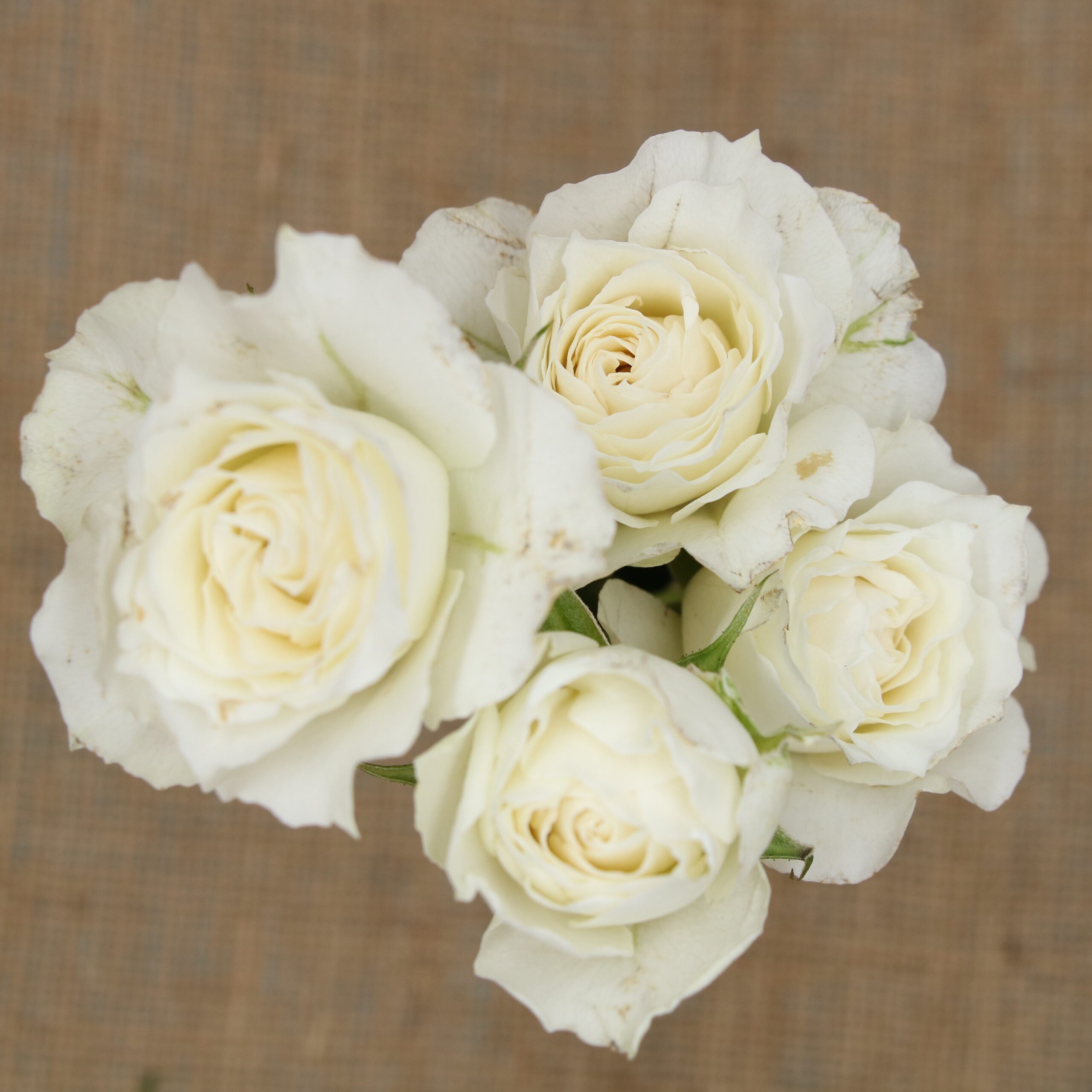 4Good White – Tambuzi Roses