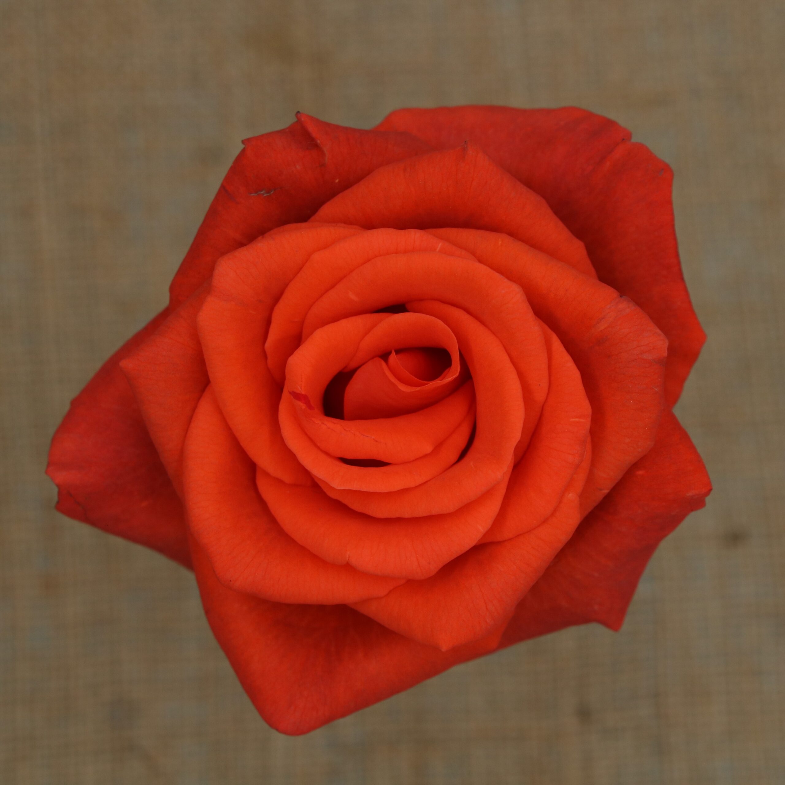 Amaretto – Tambuzi Roses