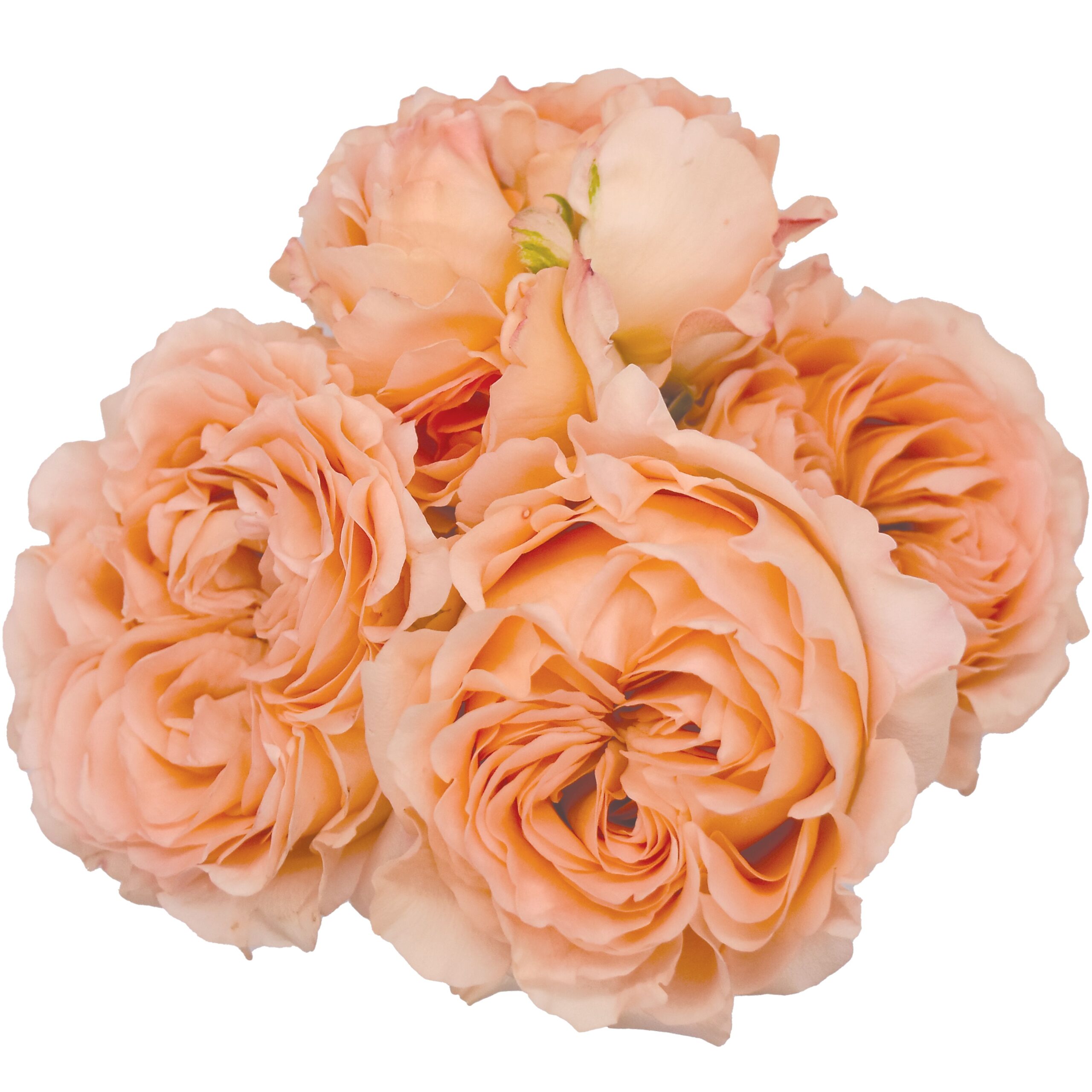 Apricot Lace – Tambuzi Roses