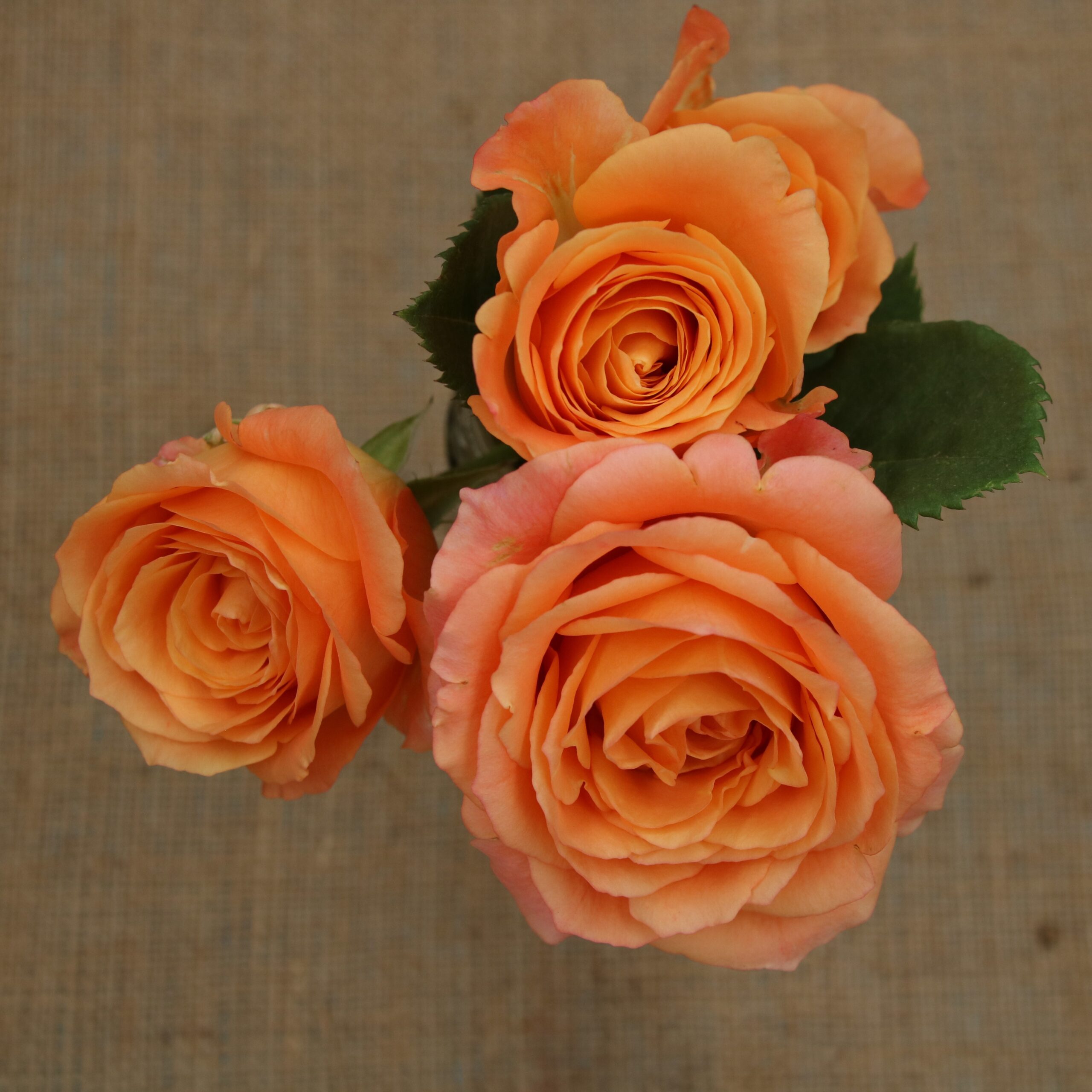 Apricot Lace – Tambuzi Roses