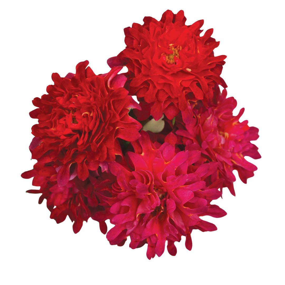 Hashtag Famous – Tambuzi Roses