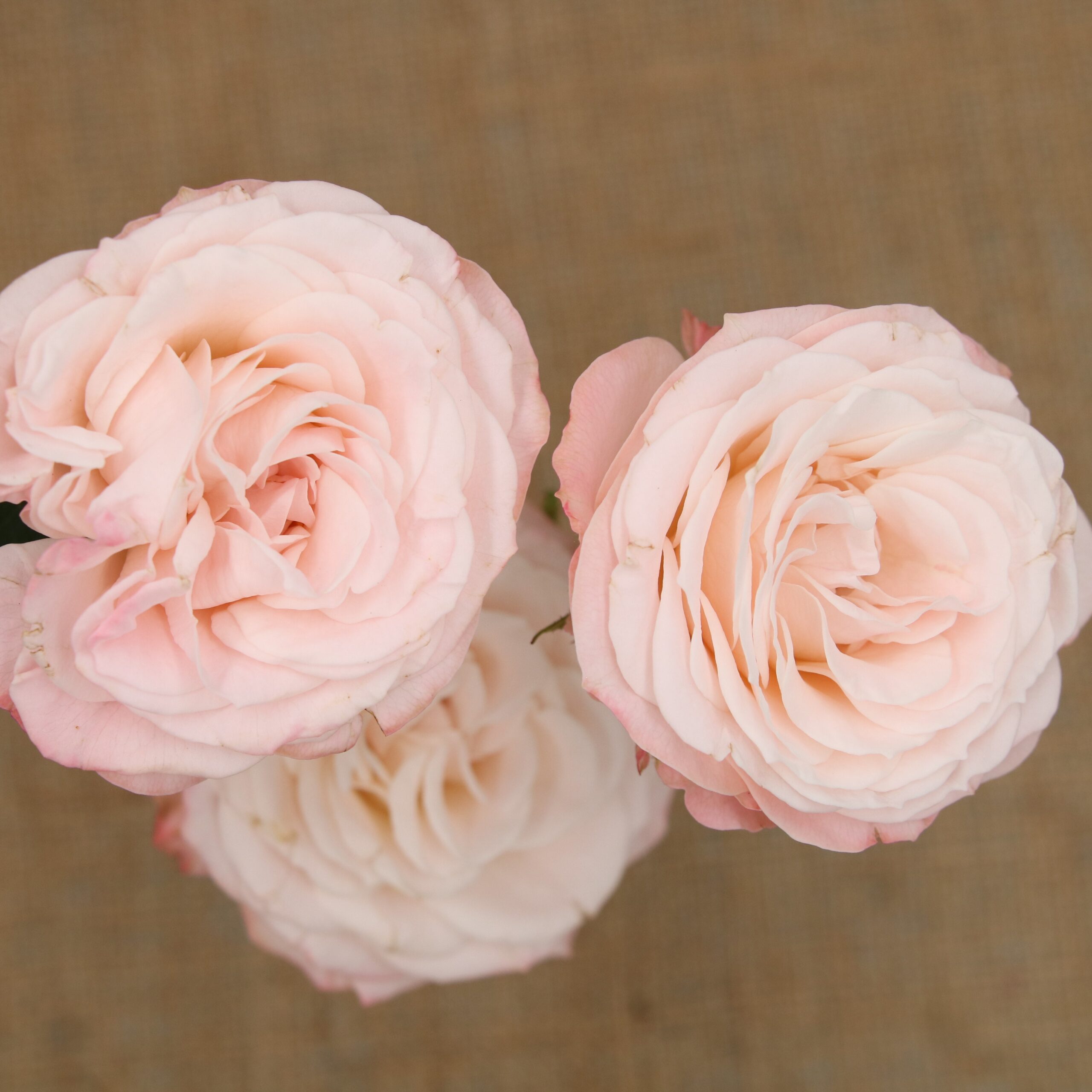 Bombastic – Tambuzi Roses