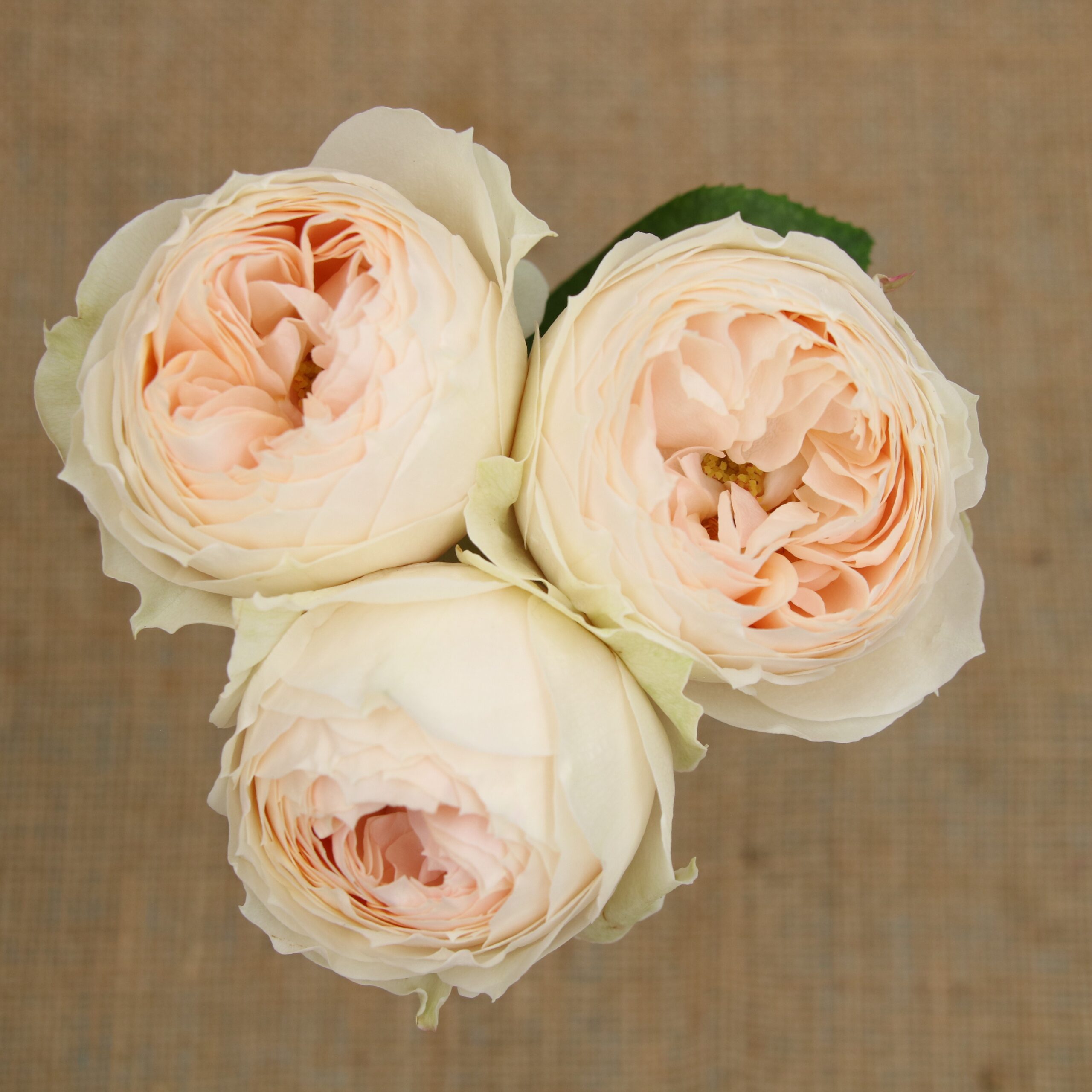 Emma Woodhouse – Tambuzi Roses