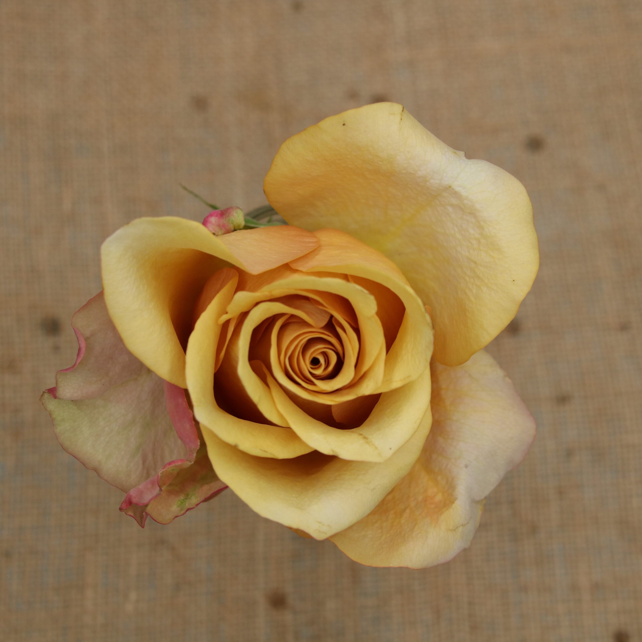 Honey Coloroma – Tambuzi Roses