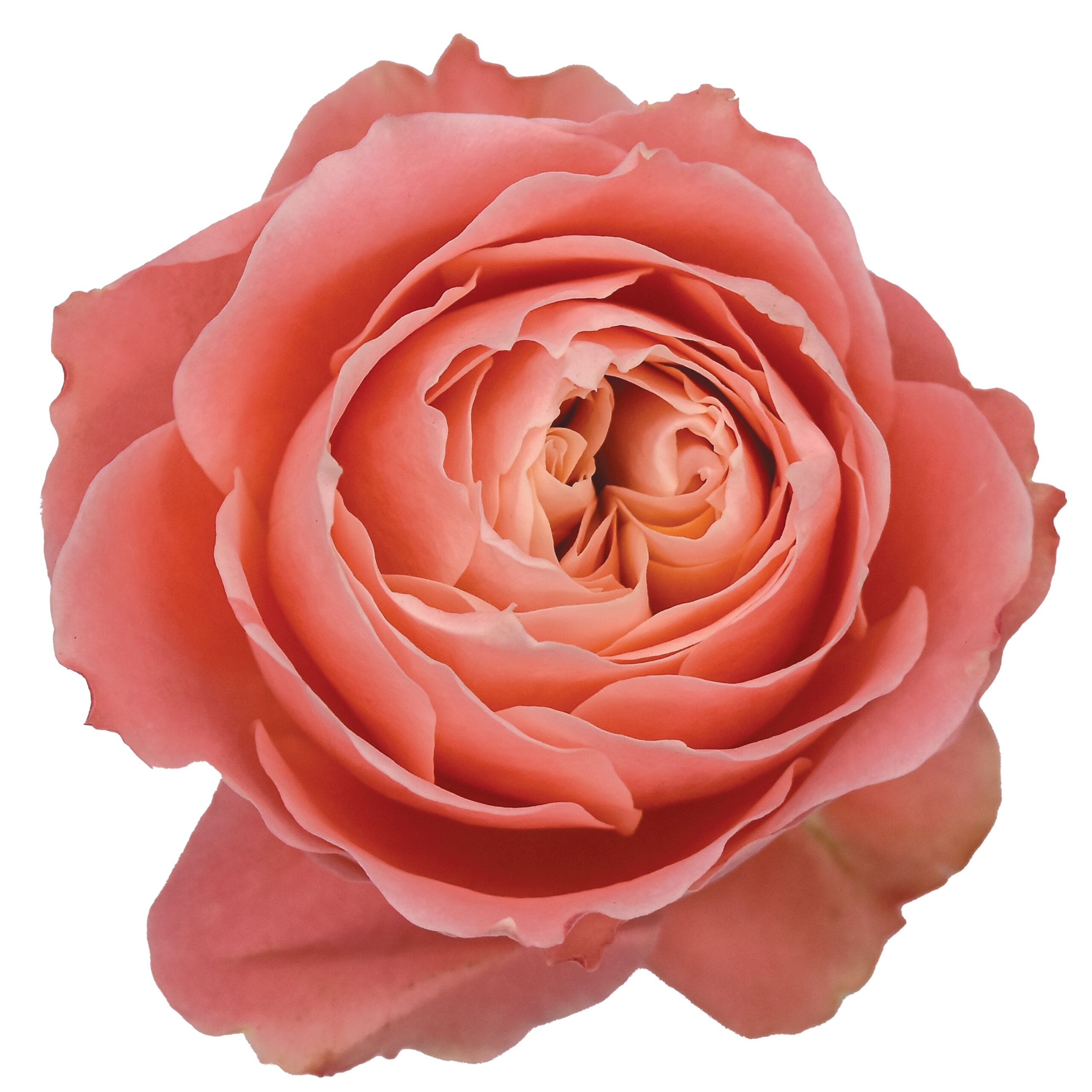 Princess Sakura – Tambuzi Roses