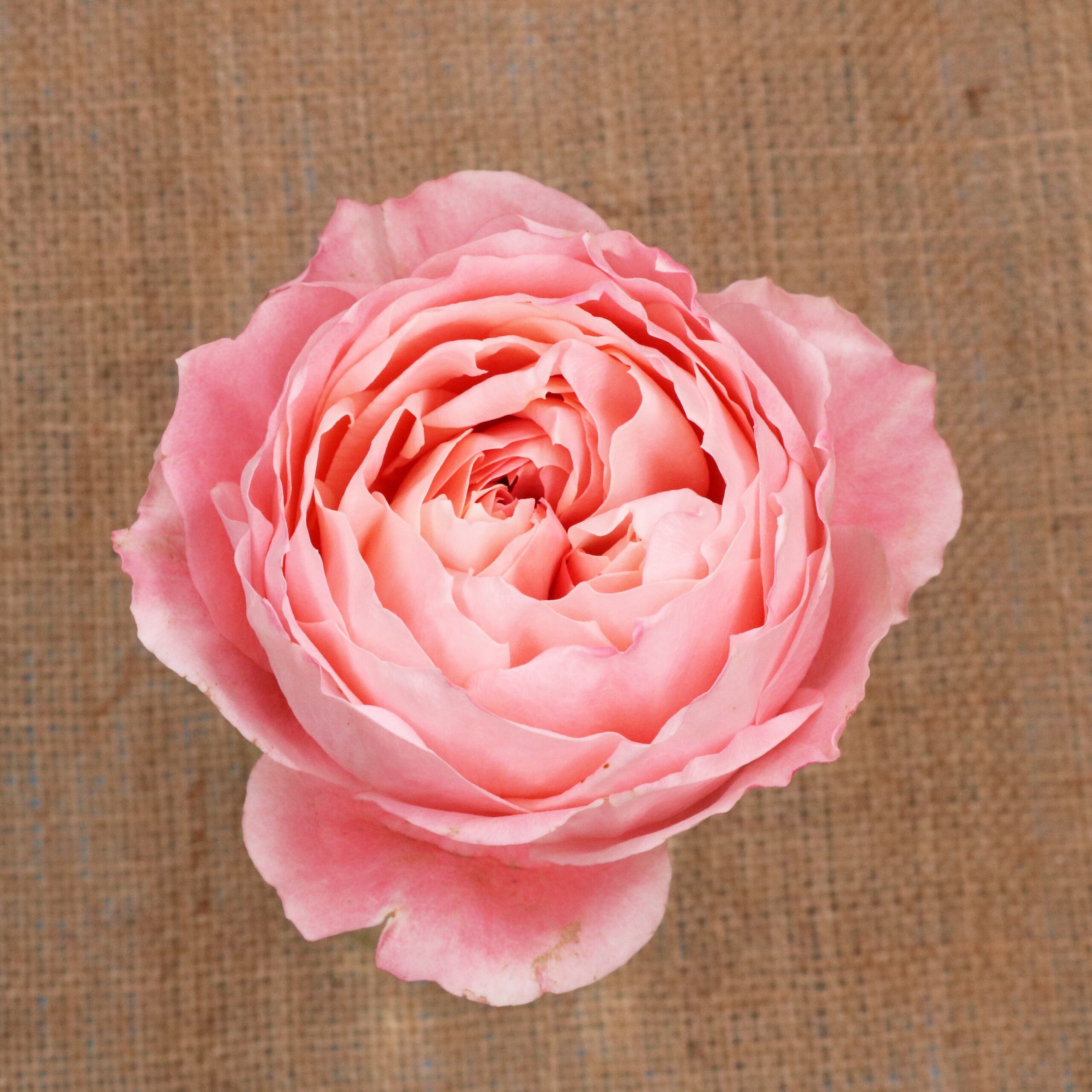 Princess Sakura – Tambuzi Roses