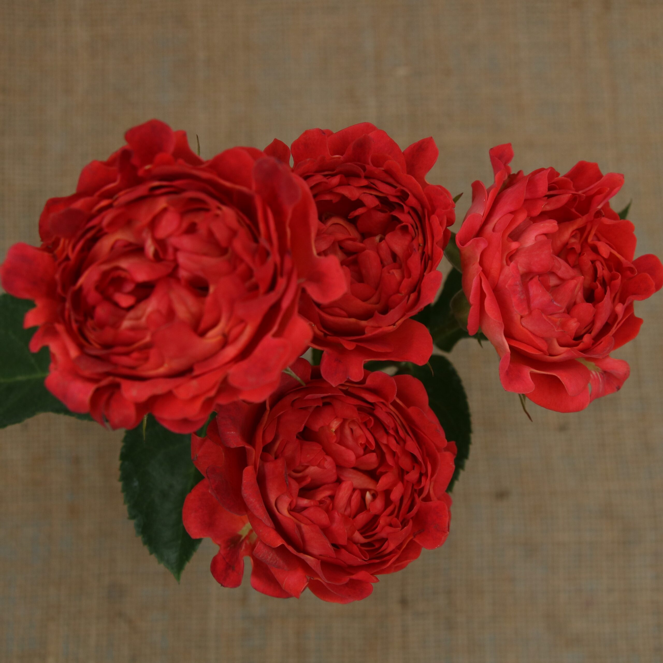 #Ashtag Yang – Tambuzi Roses