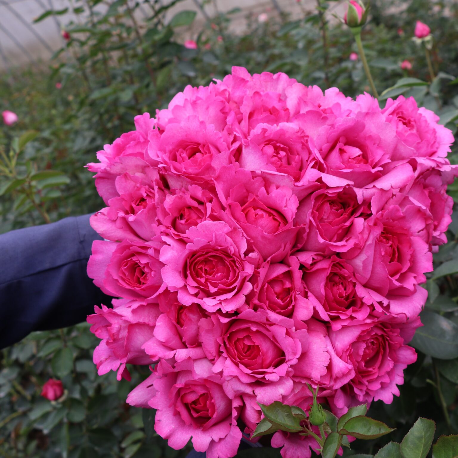 Unveiling the Vital Link: African Flower Farmers and Sustainable Trade ...